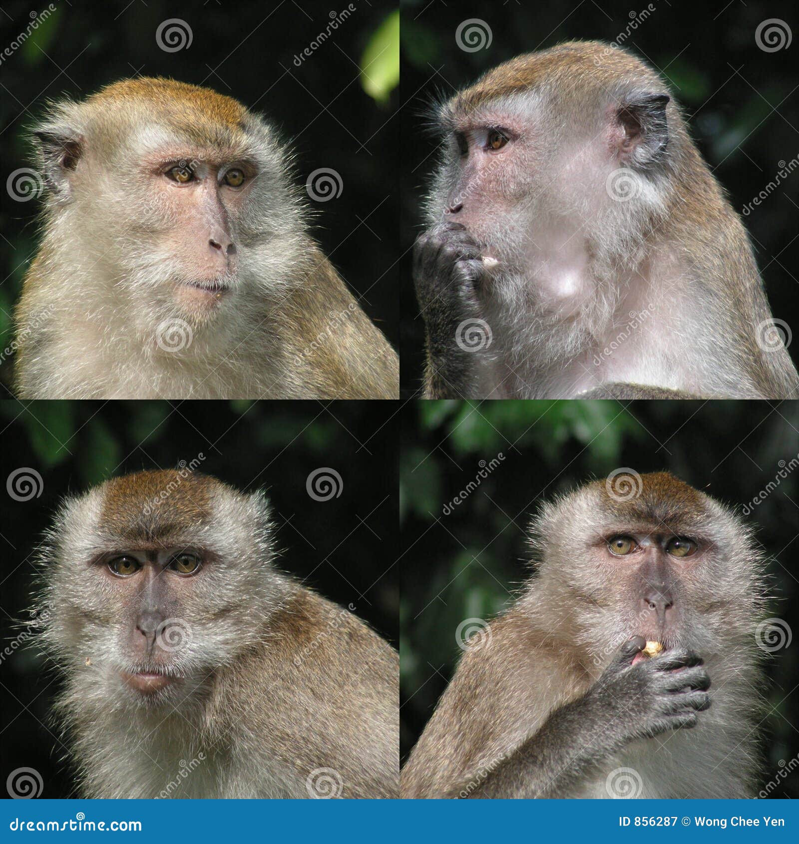 Curious Monkey faces stock image. Image of primate, gaping - 856287