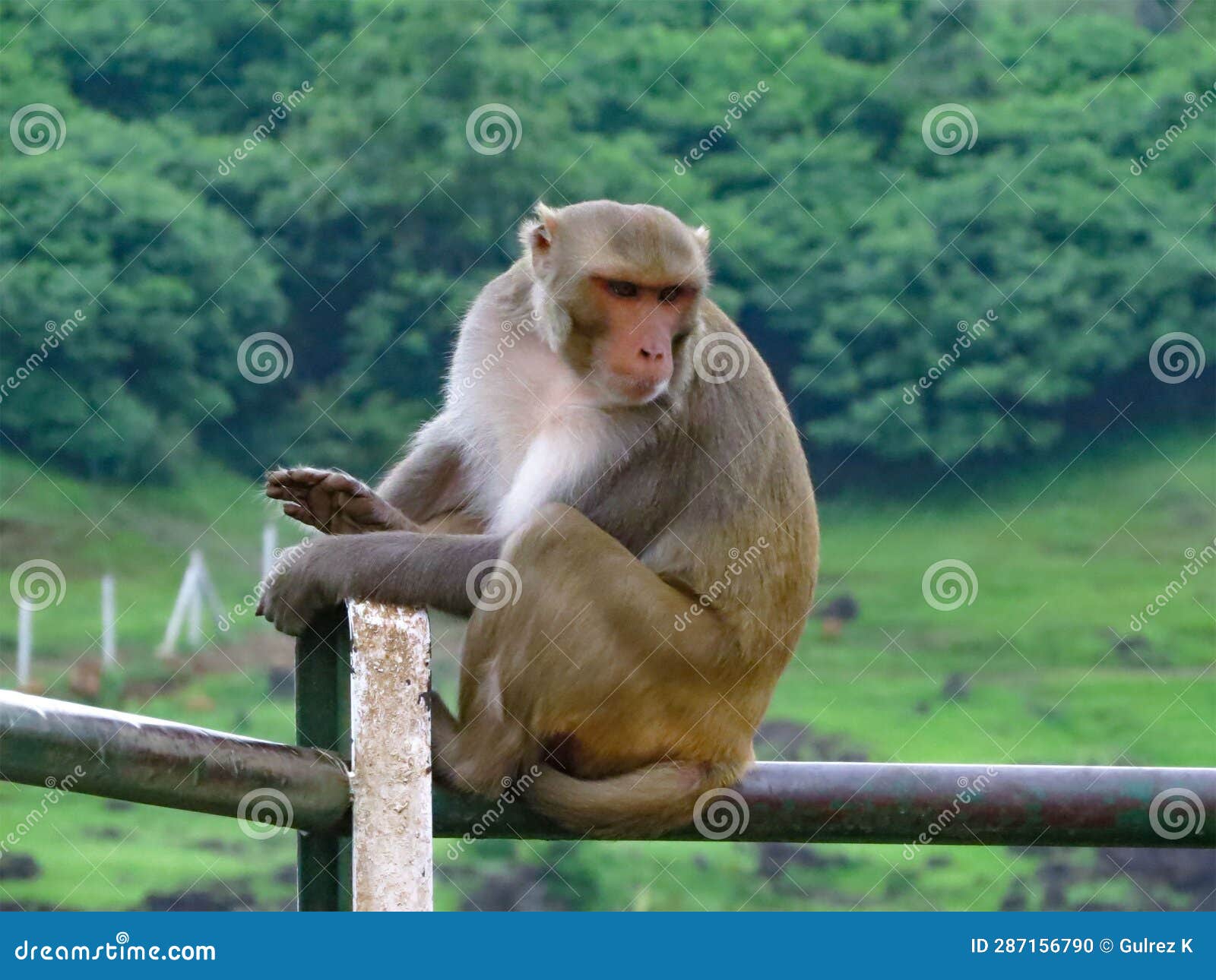 Curious Monkey in Forest stock photo. Image of attentive - 287156790