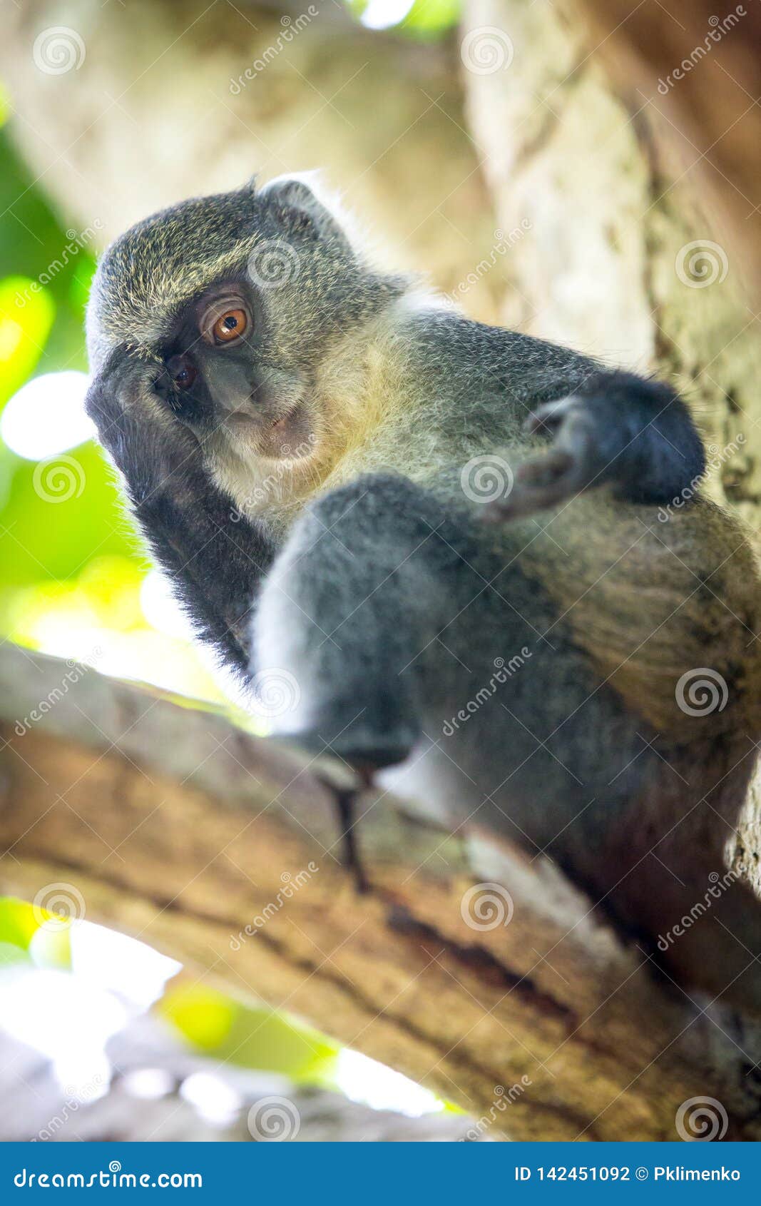 Monkey Look Royalty-Free Stock Photography | CartoonDealer.com #31720625
