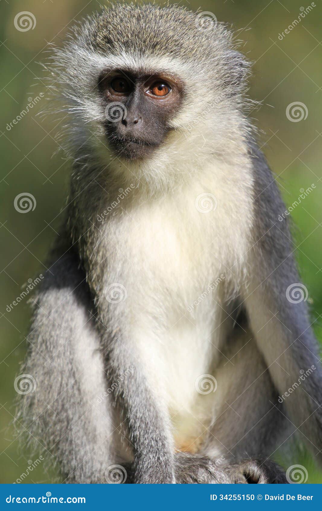 Curious Monkey stock photo. Image of white, monkey, sitting - 34255150
