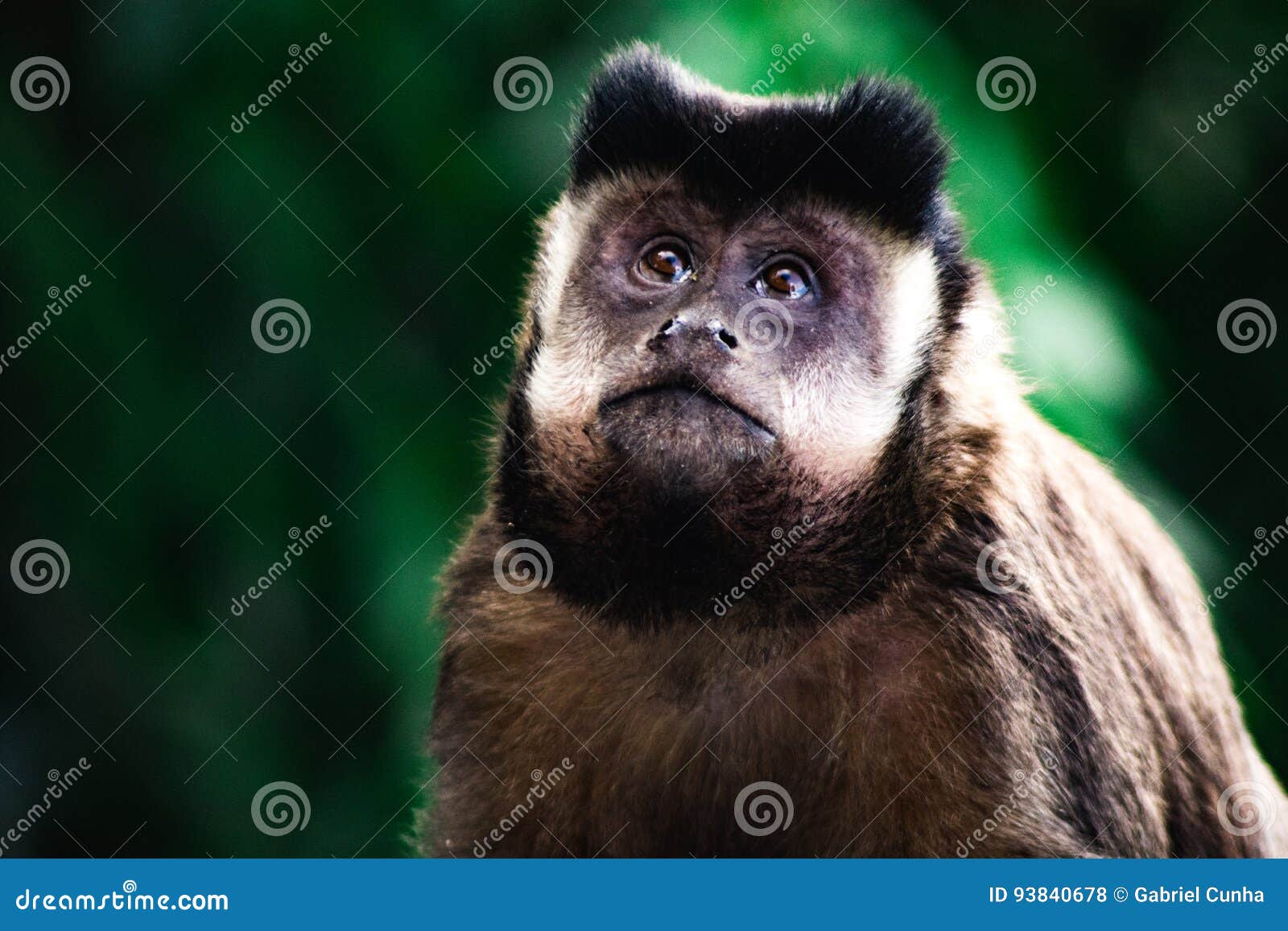 Curious Monkey stock photo. Image of thinking, wildlife - 93840678