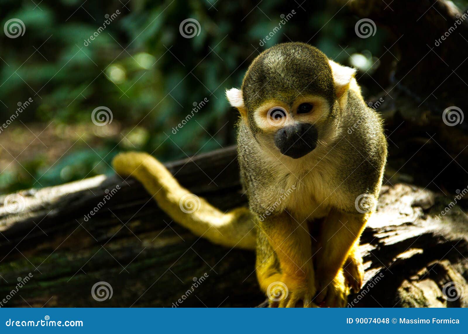 Curious Monkey Looking at You Stock Photo - Image of fast, golden: 90074048