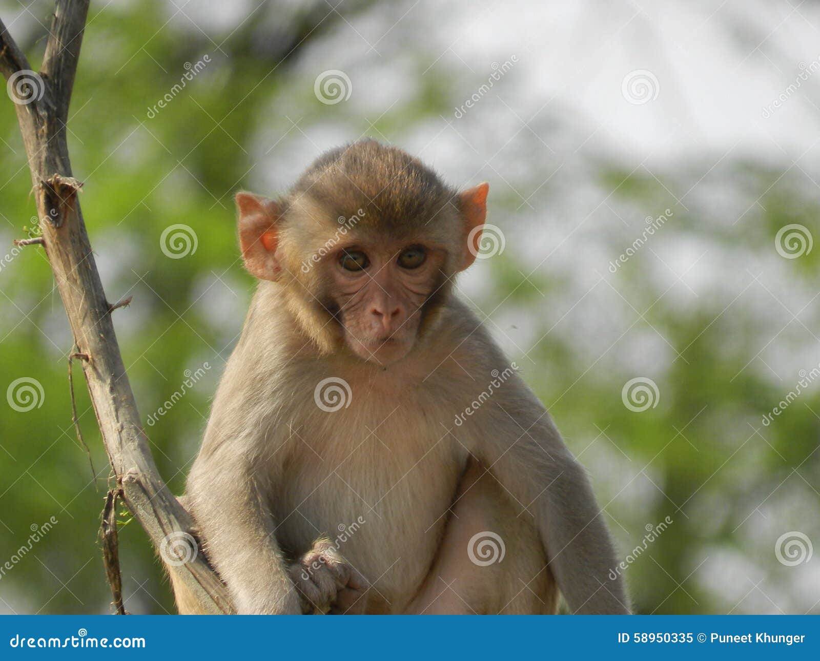 The curious monkey stock image. Image of wild, alert - 58950335