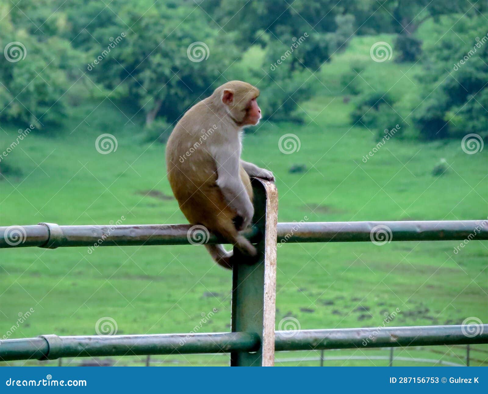 Curious Monkey Perched on Iron Railing Stock Image - Image of human ...