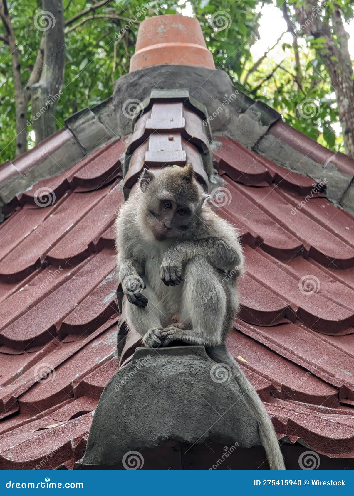 Curious Monkey Perched on a Rooftop, Gazing Off To the Side Stock Photo ...