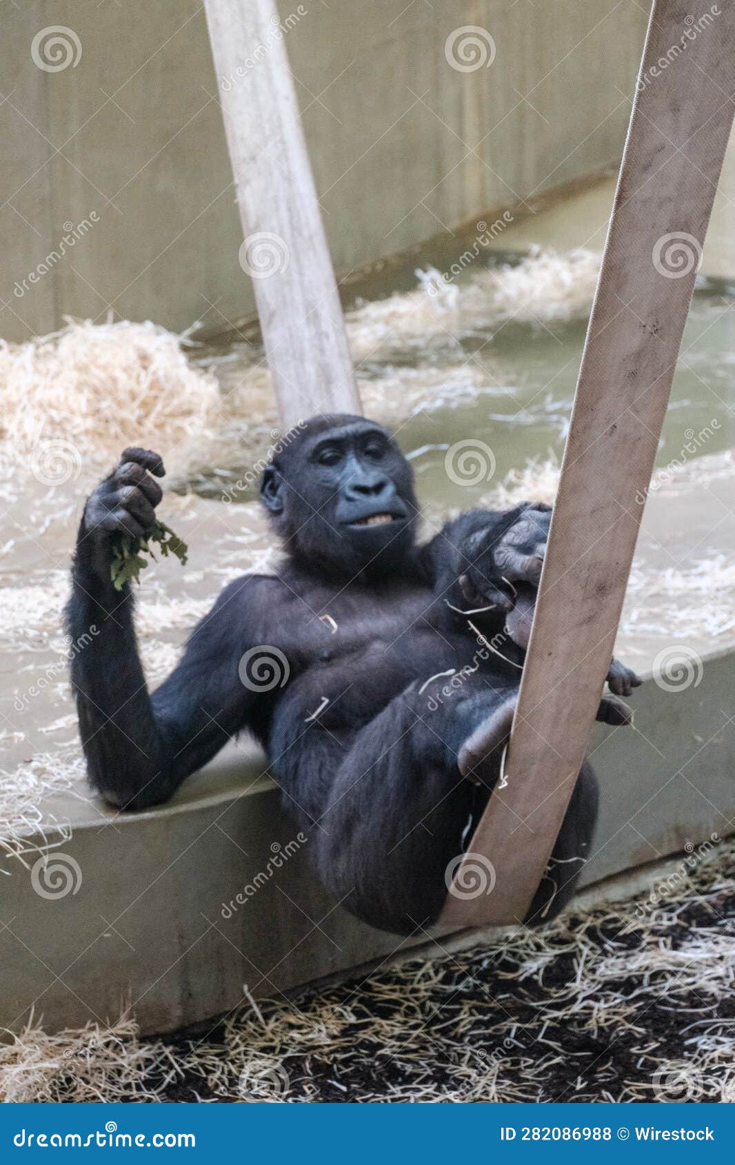 Curious Monkey Perched on a Swing in a Zoo Habitat Stock Photo - Image ...