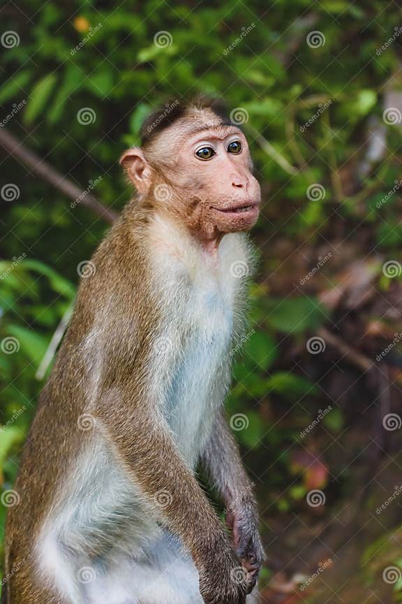 Curious Monkey Perched on a Thick Tree Branch, Looking Off into the ...