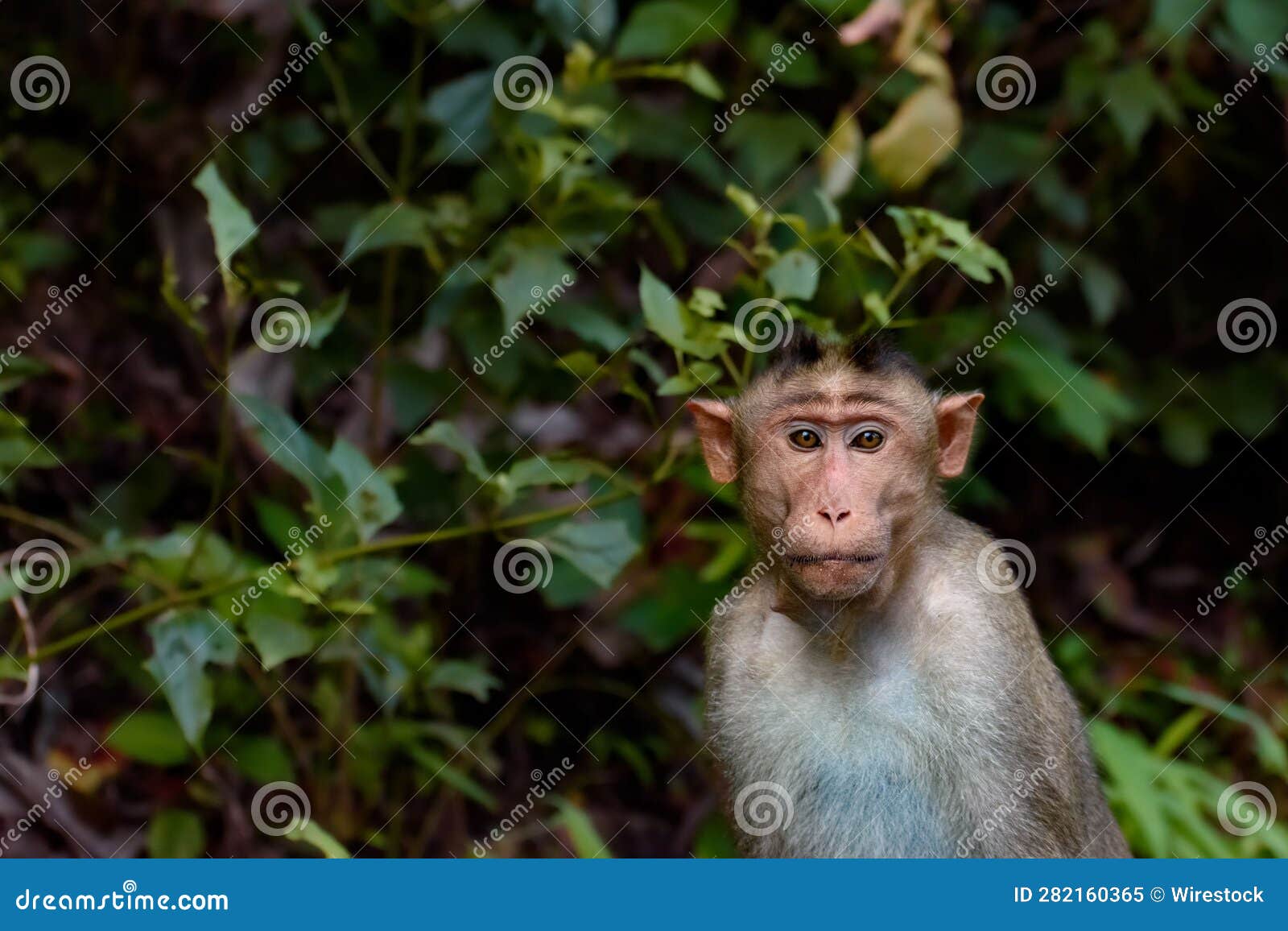 Curious Monkey Perched on a Thick Tree Branch, Looking Off into the ...