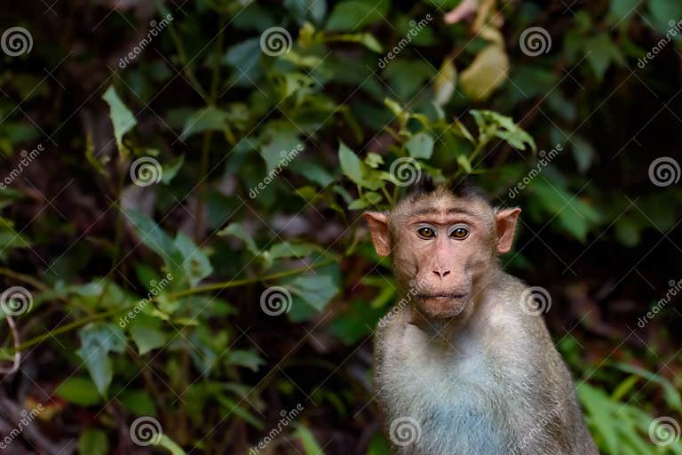 Curious Monkey Perched on a Thick Tree Branch, Looking Off into the ...