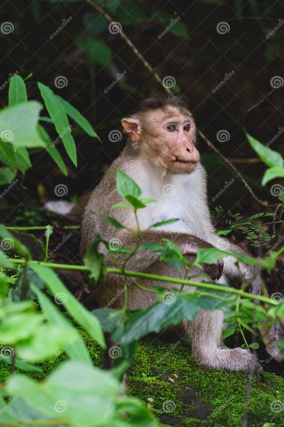 Curious Monkey Perched on a Thick Tree Branch, Looking Off into the ...