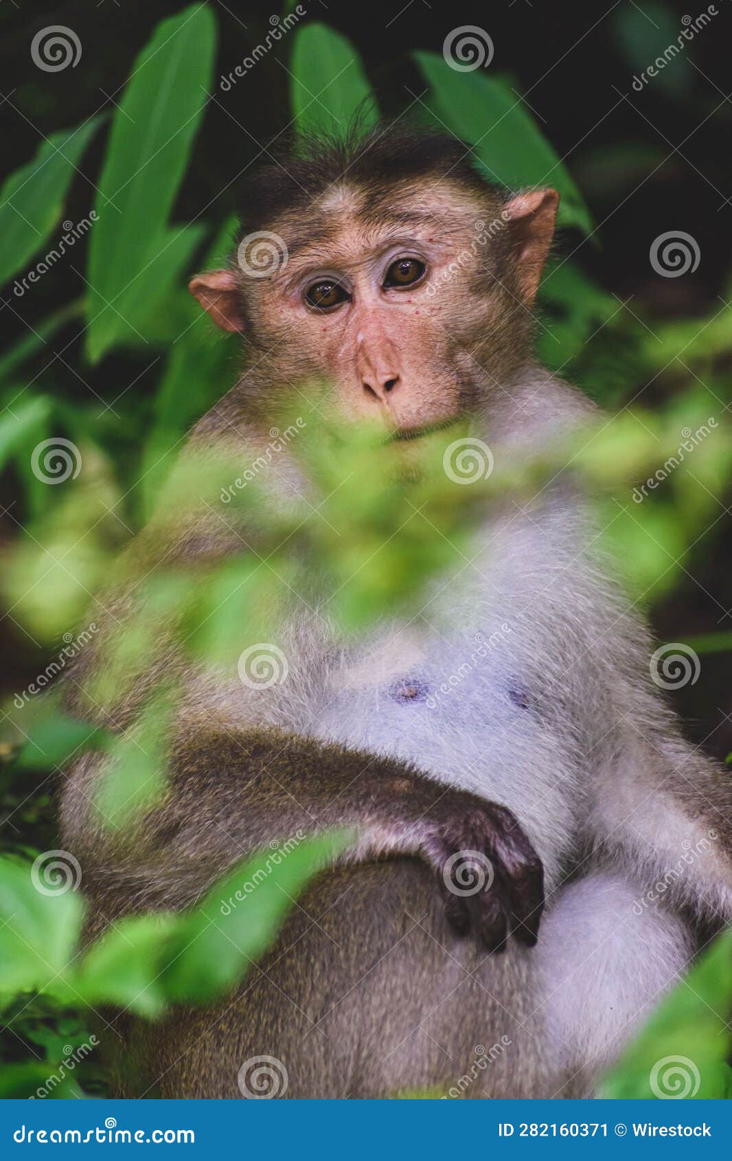 Curious Monkey Perched on a Thick Tree Branch, Looking Off into the ...