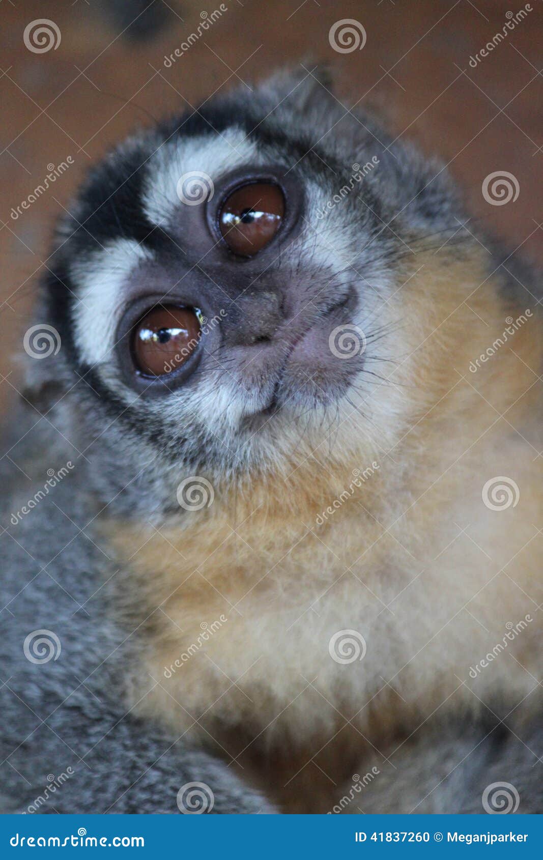 Curious Monkey stock photo. Image of monkey, grey, tropical - 41837260