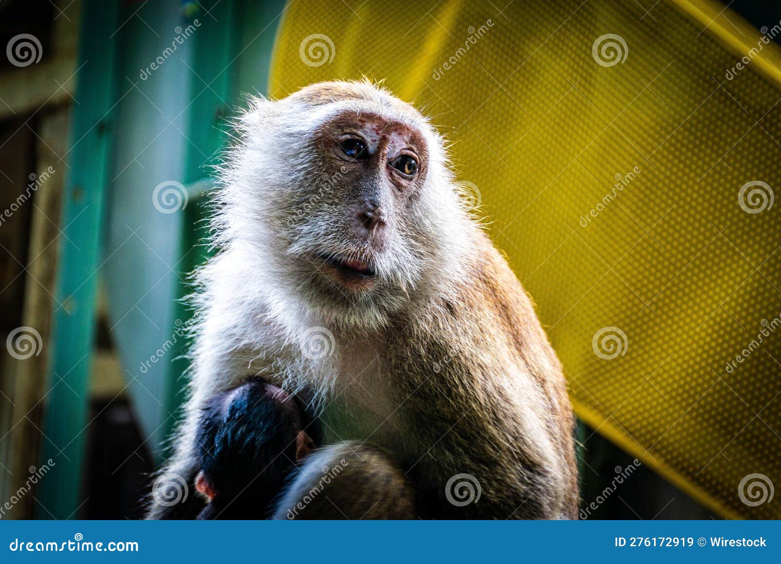 Curious Monkey Sits in a Contemplative Pose, Looking Intently into the Distance Stock Image ...
