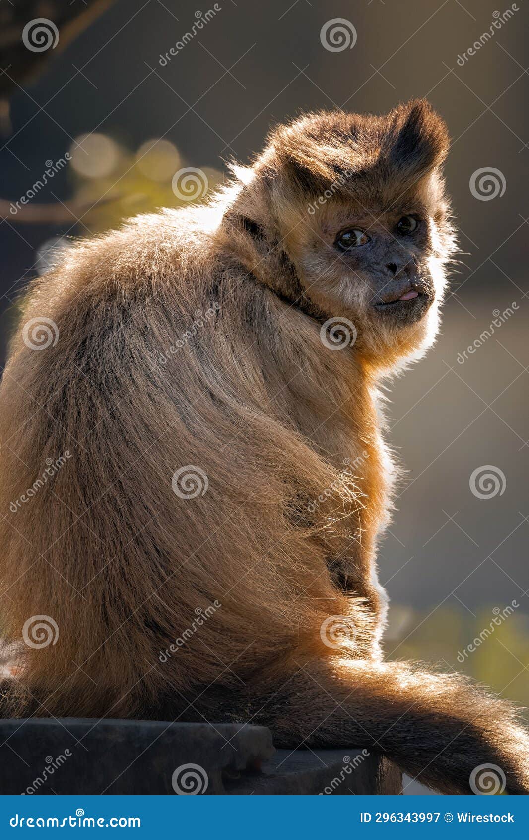 Curious Monkey Stares Directly into the Camera while Perched Atop a ...