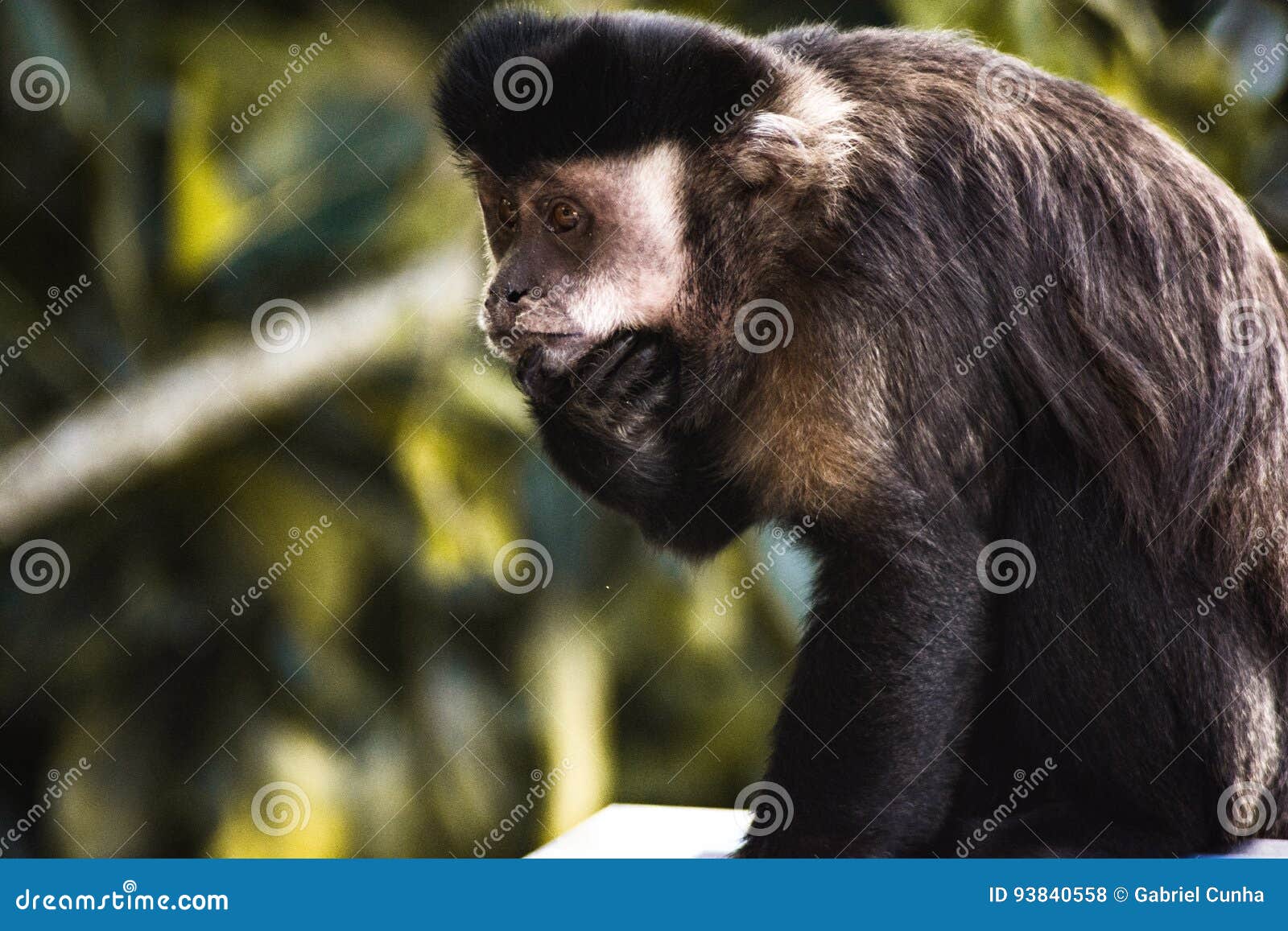 Curious Monkey stock photo. Image of funny, thinking - 93840558