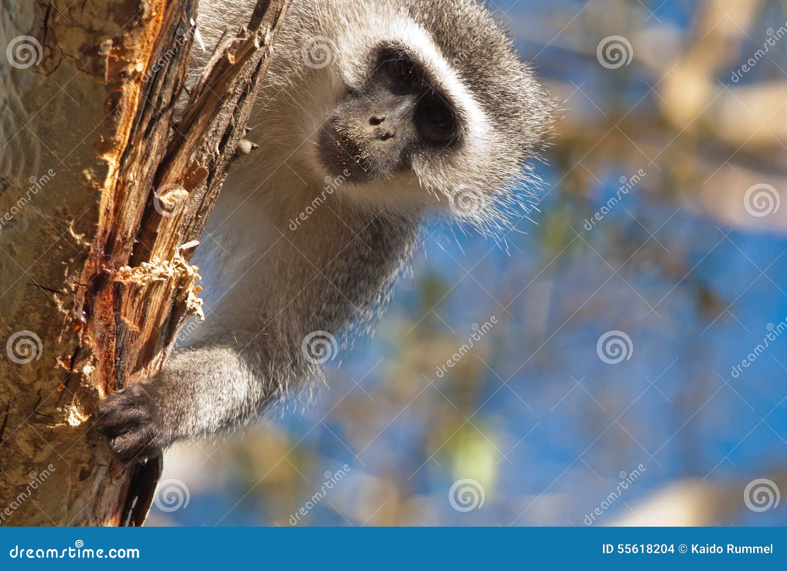 Curious monkey stock photo. Image of posing, portrait - 55618204