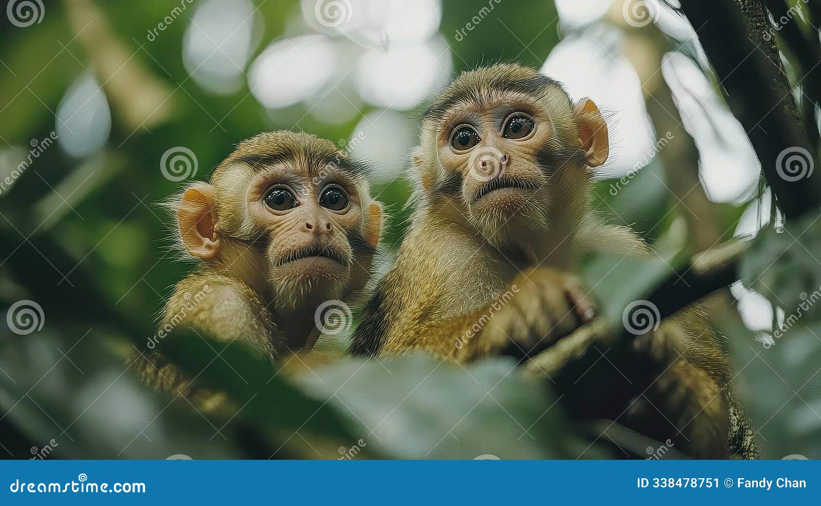 Curious Monkeys Gazing Into The Green Canopy Stock Photo ...