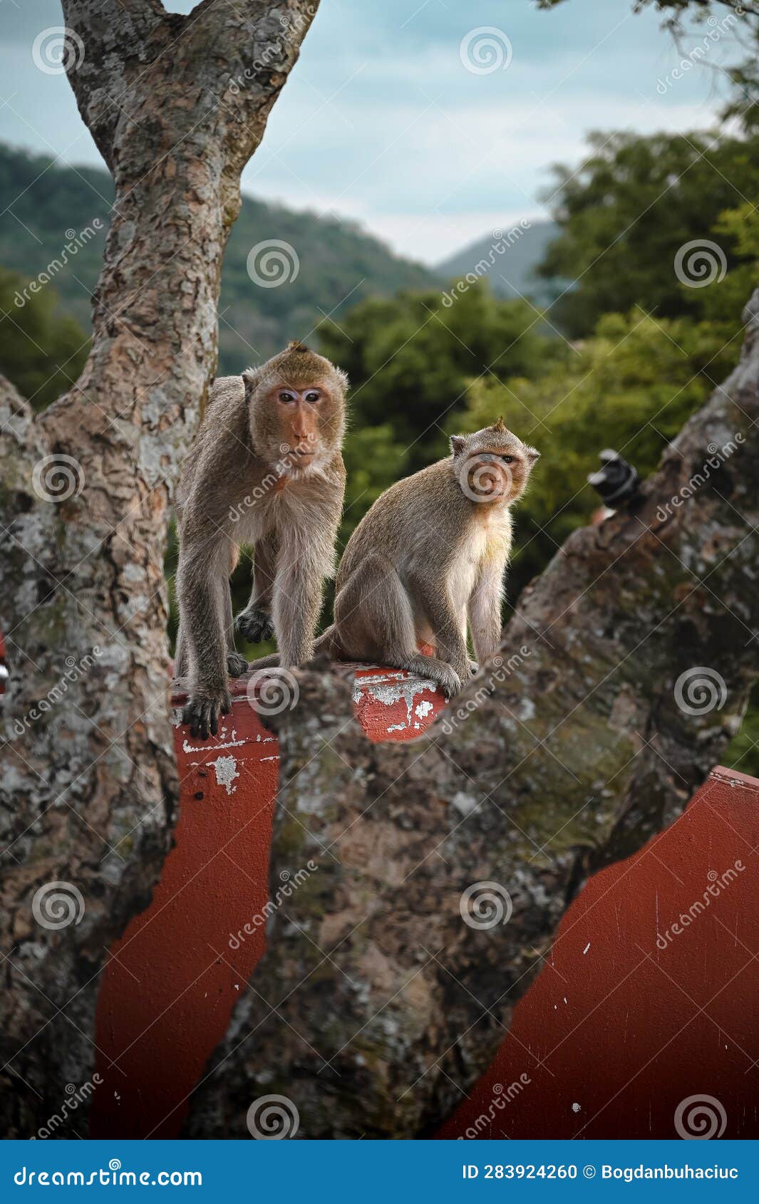 Curious Monkeys in the Wilderness Stock Photo - Image of beauty, jungle ...
