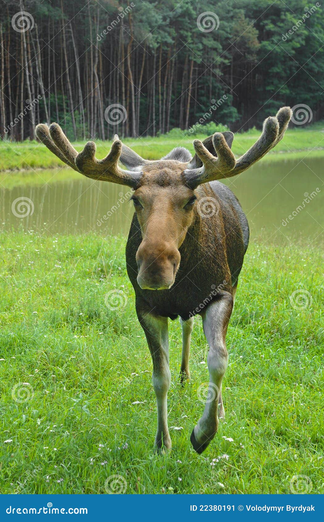 Curious Moose stock image. Image of leaves, eyeball, bull - 22380191