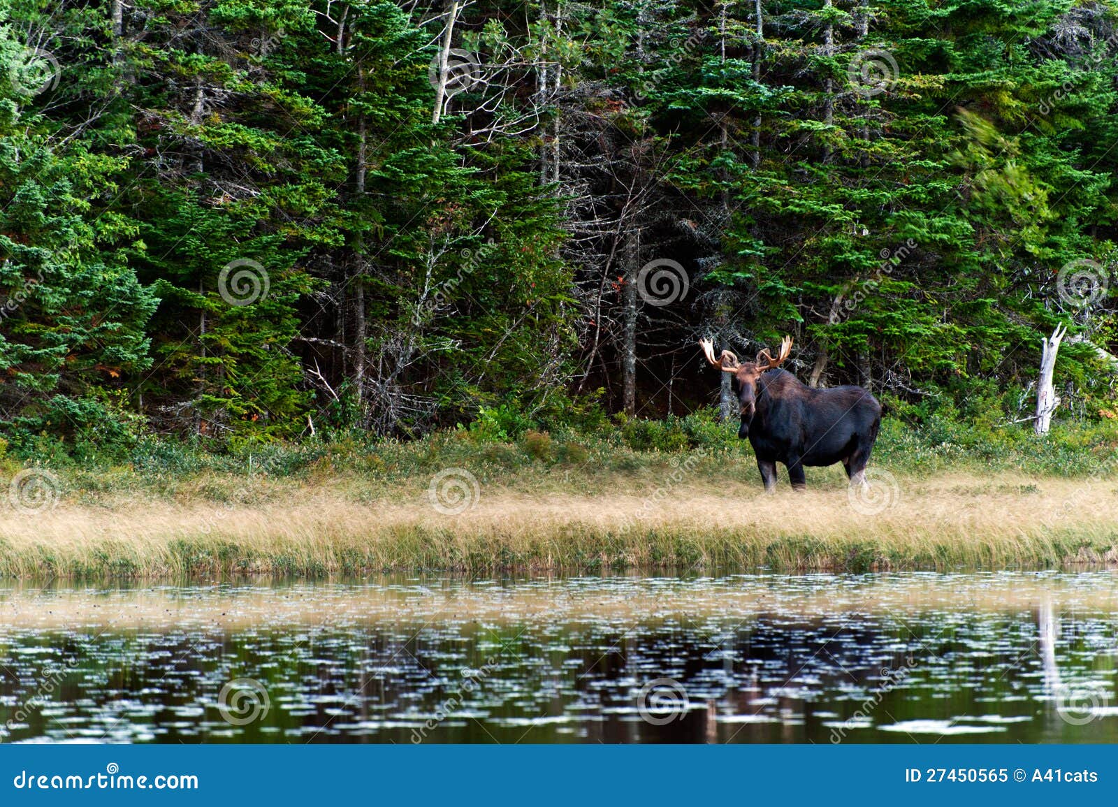 Curious Moose in the Forest Close To Lake Stock Image - Image of swamp ...
