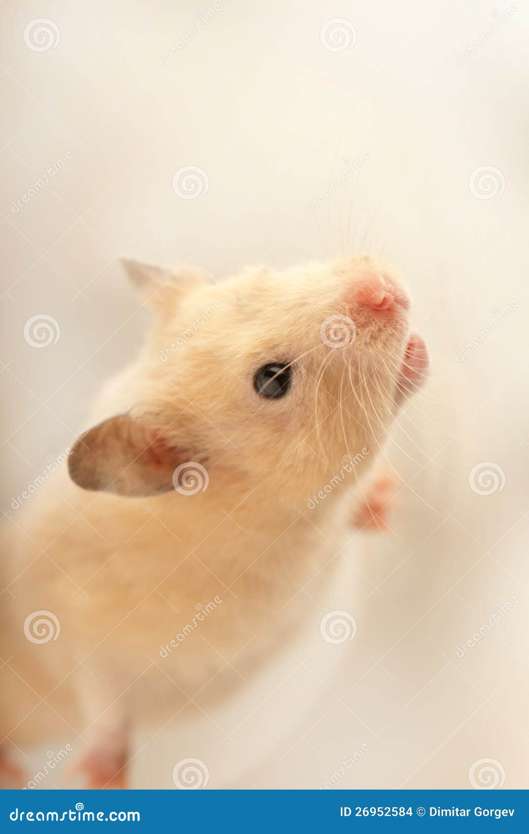 Curious mouse stock photo. Image of fluffy, hamster, gray - 26952584