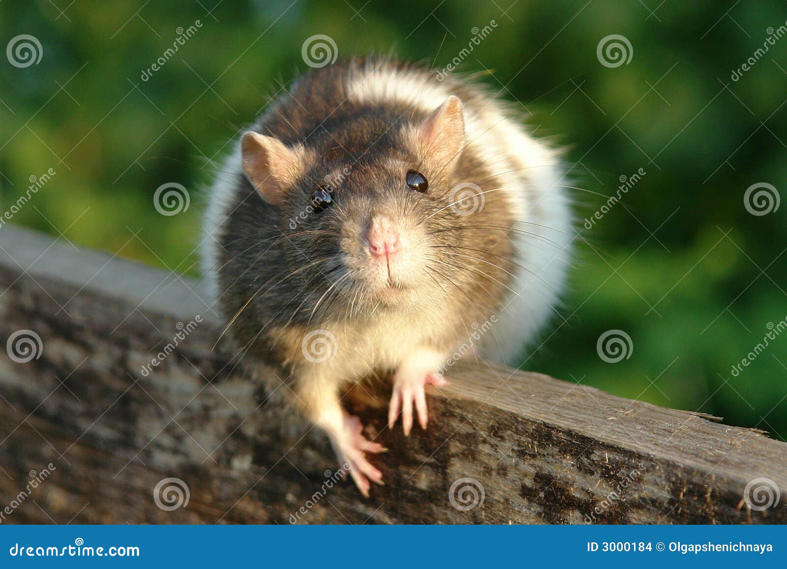 Curious mouse stock photo. Image of celebrate, look, furry - 3000184