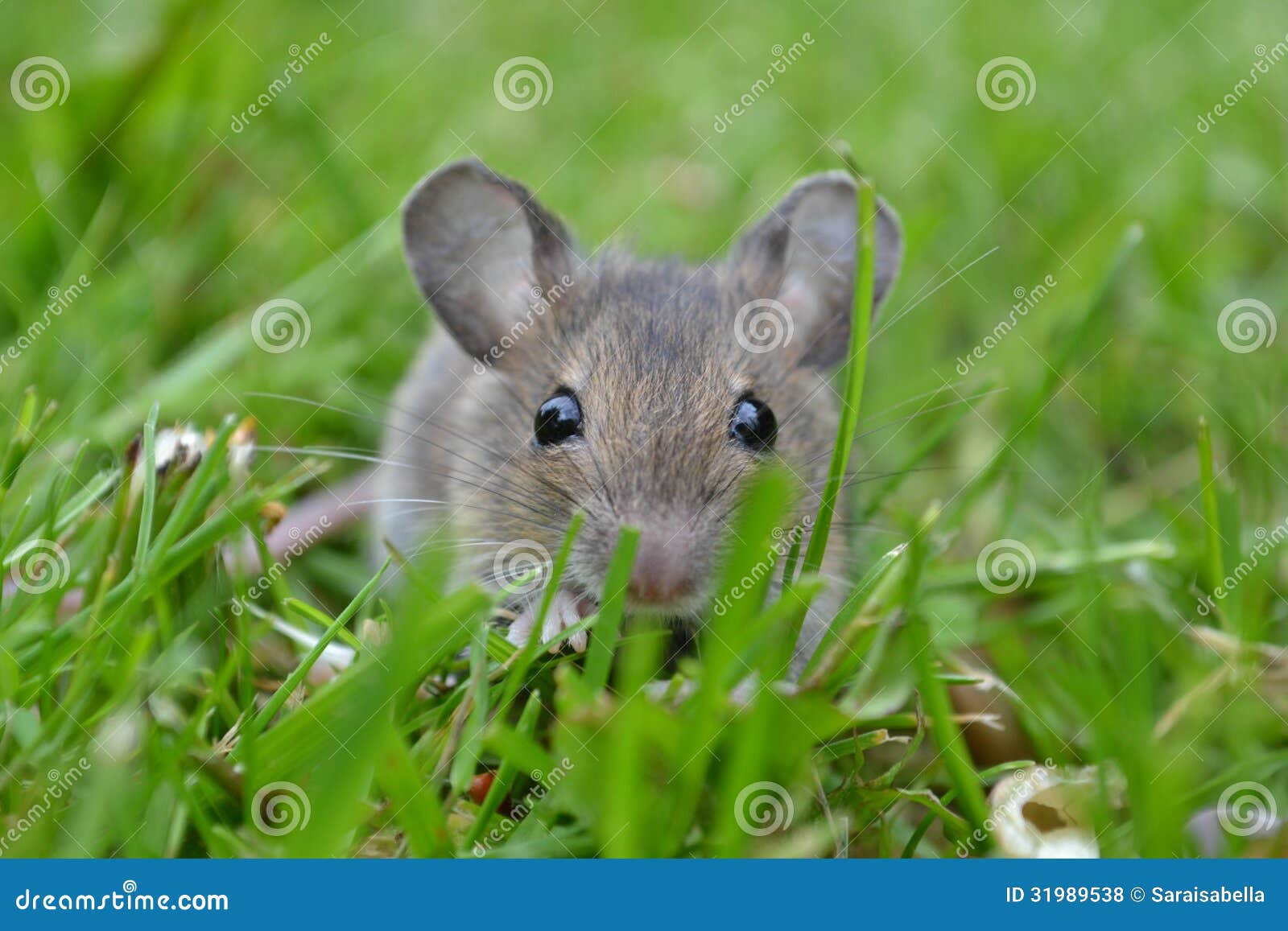 A curious mouse stock photo. Image of mamal, front, ears - 31989538
