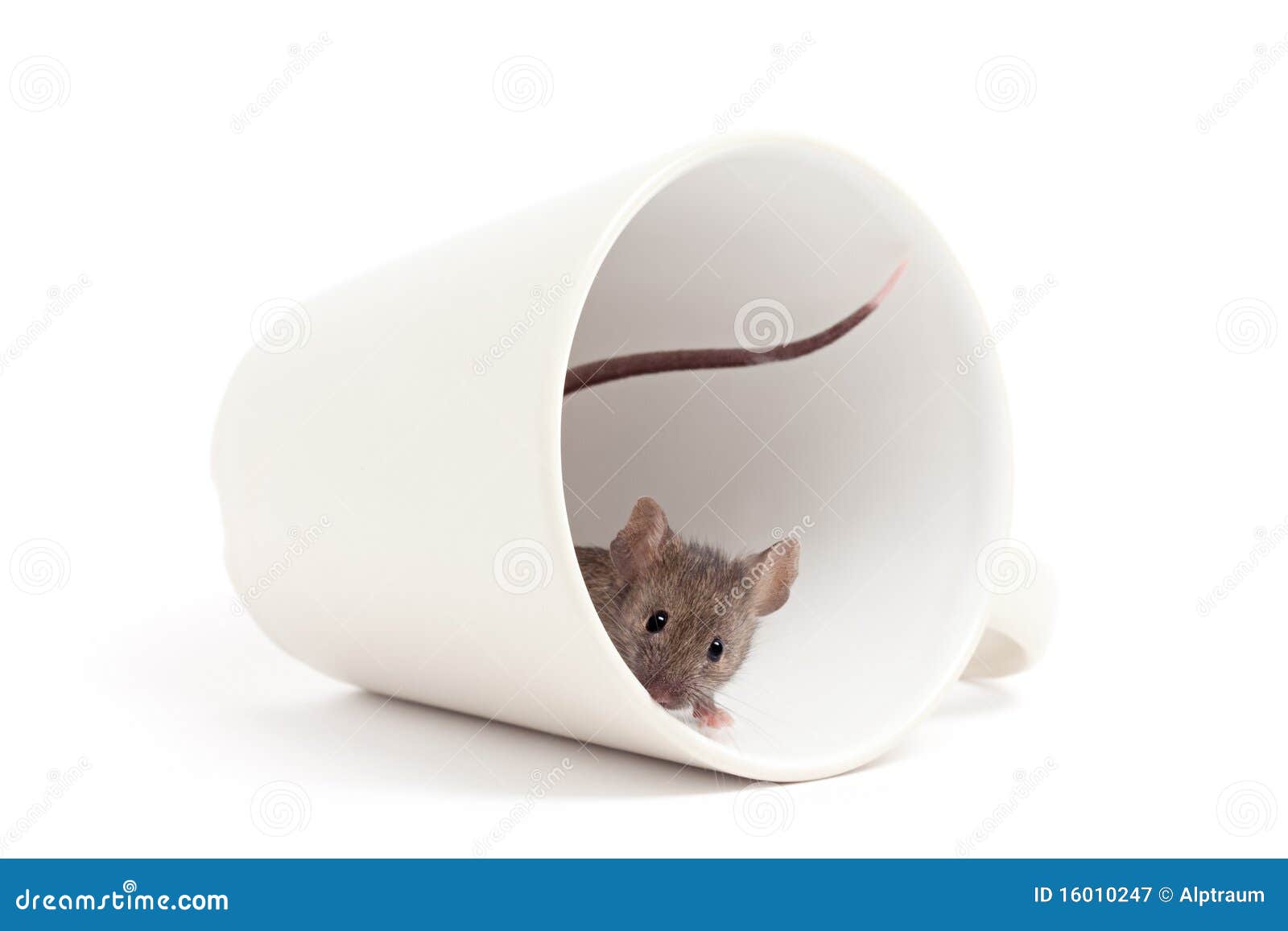 Curious Mouse Isolated on White Stock Image - Image of copyspace ...