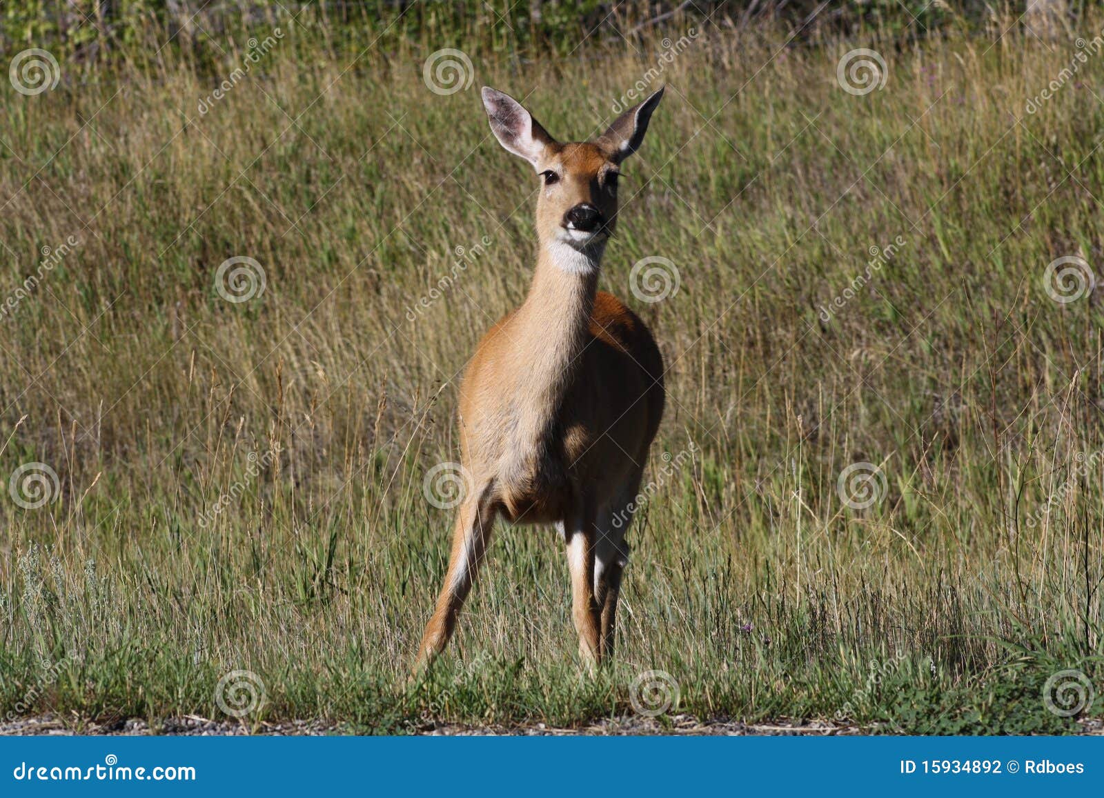 Curious Mule Deer stock photo. Image of environment, green - 15934892