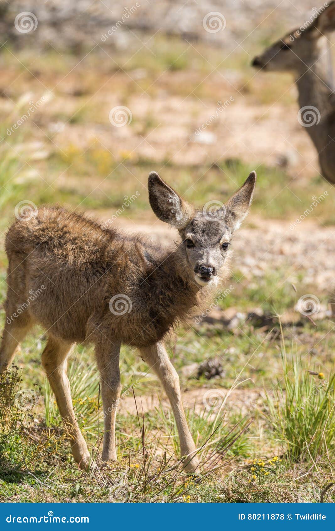 Curious Mule Deer Fawn stock photo. Image of nature, deer - 80211878