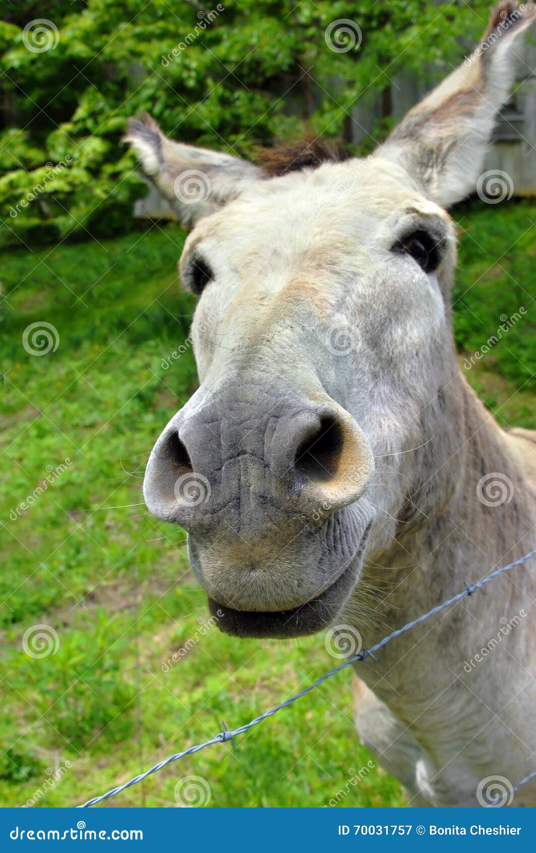 Curious Mule stock image. Image of field, ranch, outdoors - 70031757