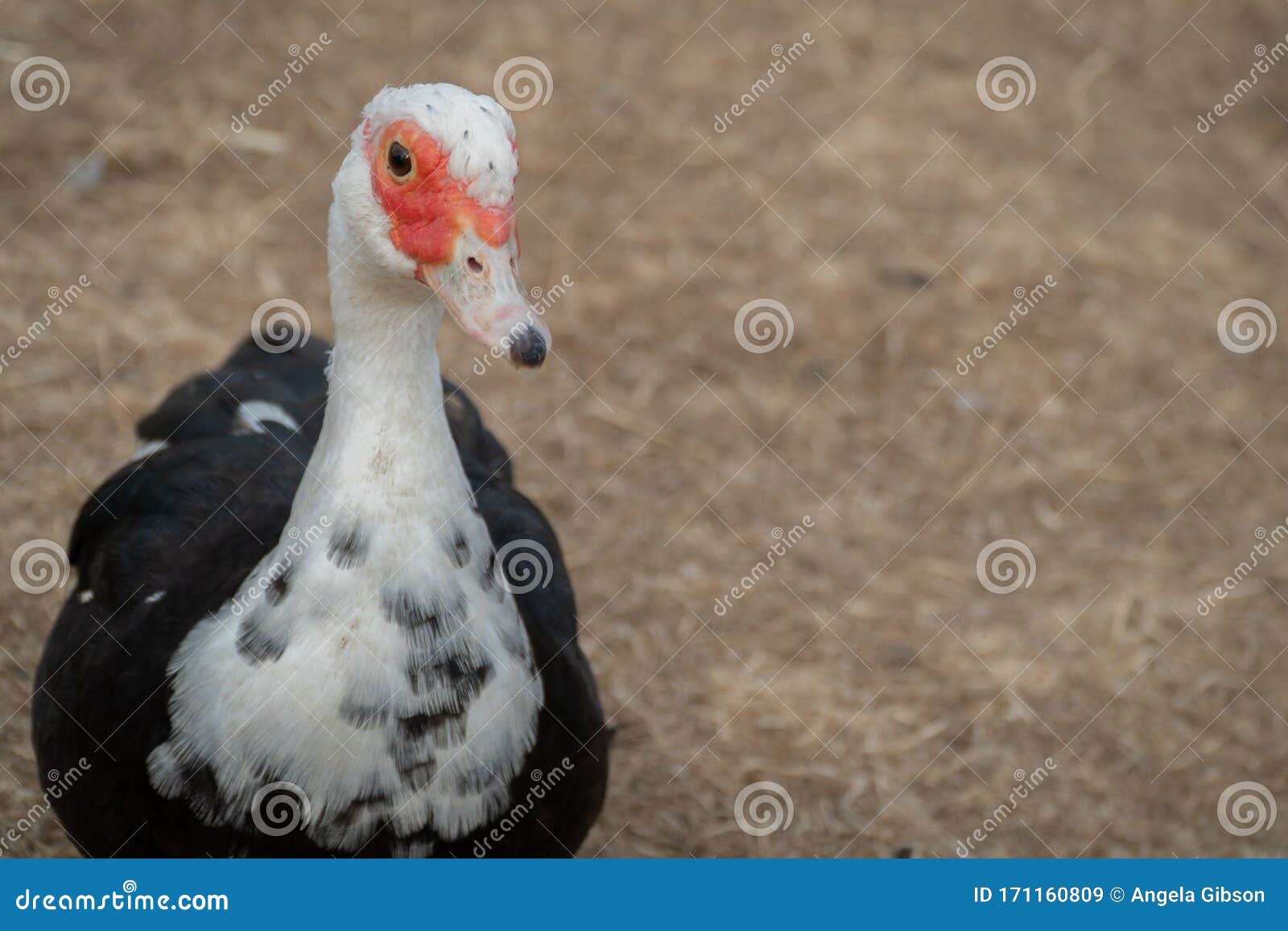 Curious Muscovy Duck stock image. Image of selective - 171160809
