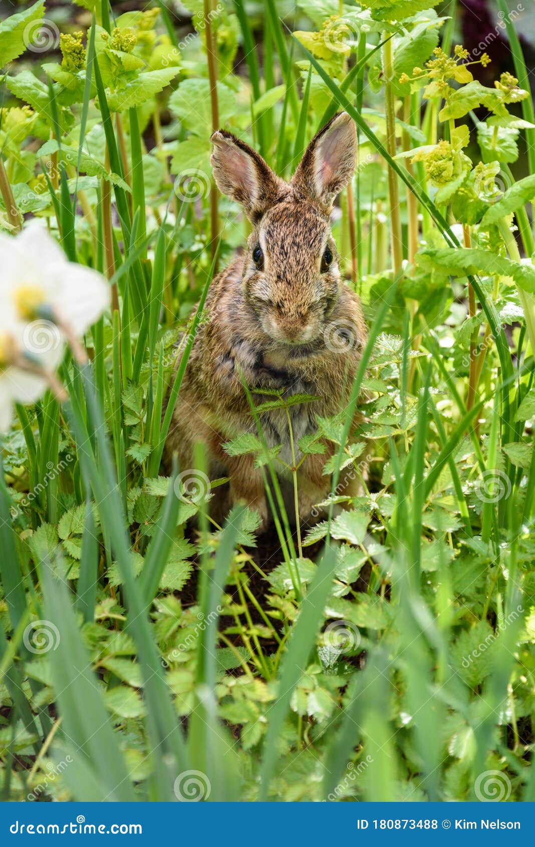 Curious Native Bunny Sitting in Green Foliage in the Garden Stock Photo ...