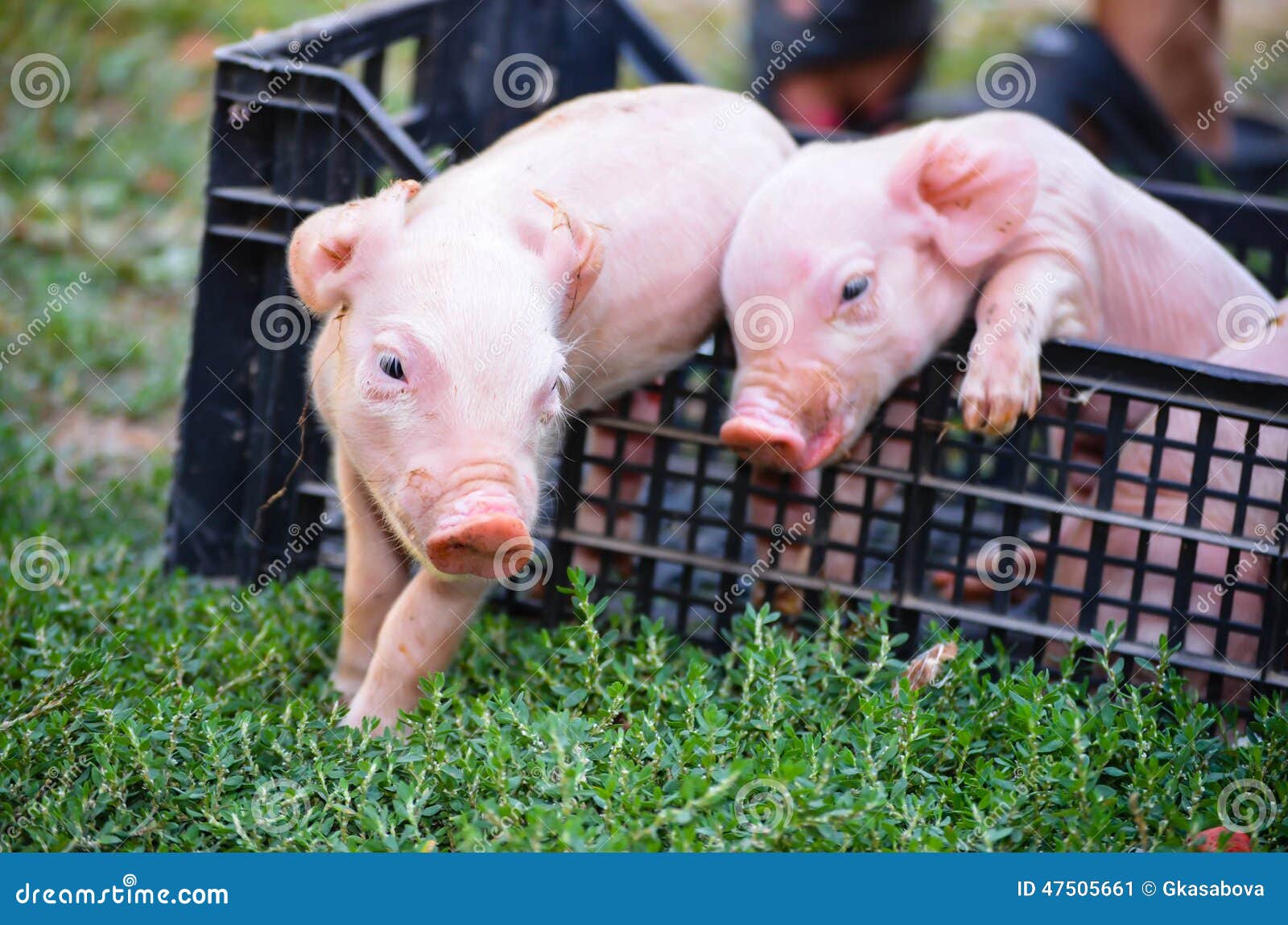 Curious Newborn Pigs on Green Grass Stock Image - Image of nice ...