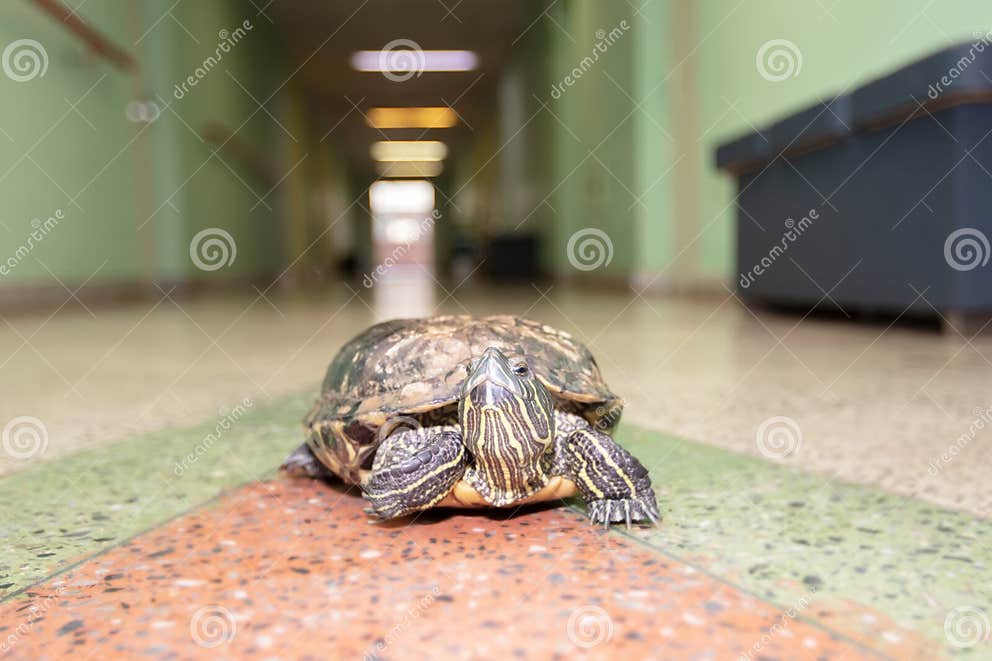 A curious old turtle walks stock image. Image of wildlife - 308929091