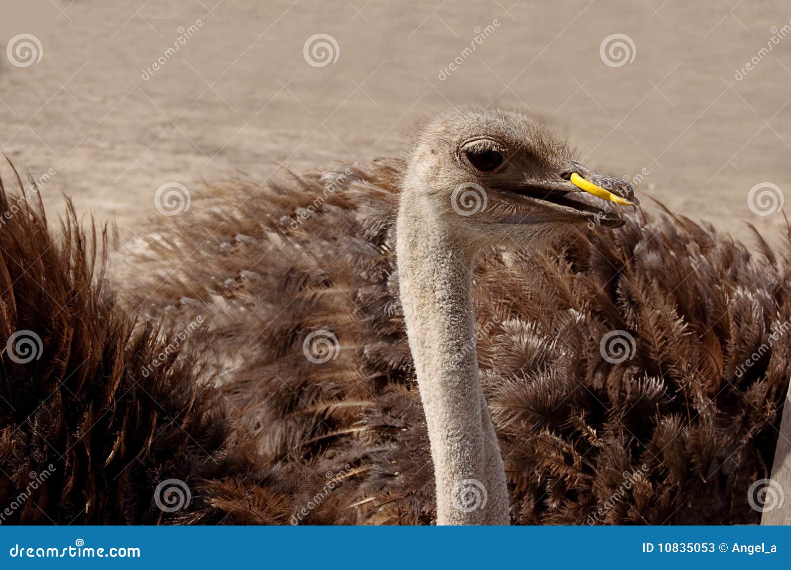 Curious ostrich stock image. Image of nature, ecology - 10835053