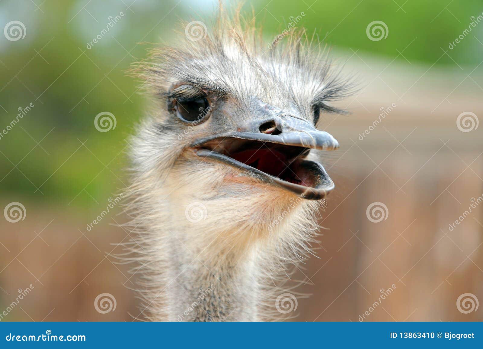A curious ostrich stock photo. Image of standing, inquisitive - 13863410