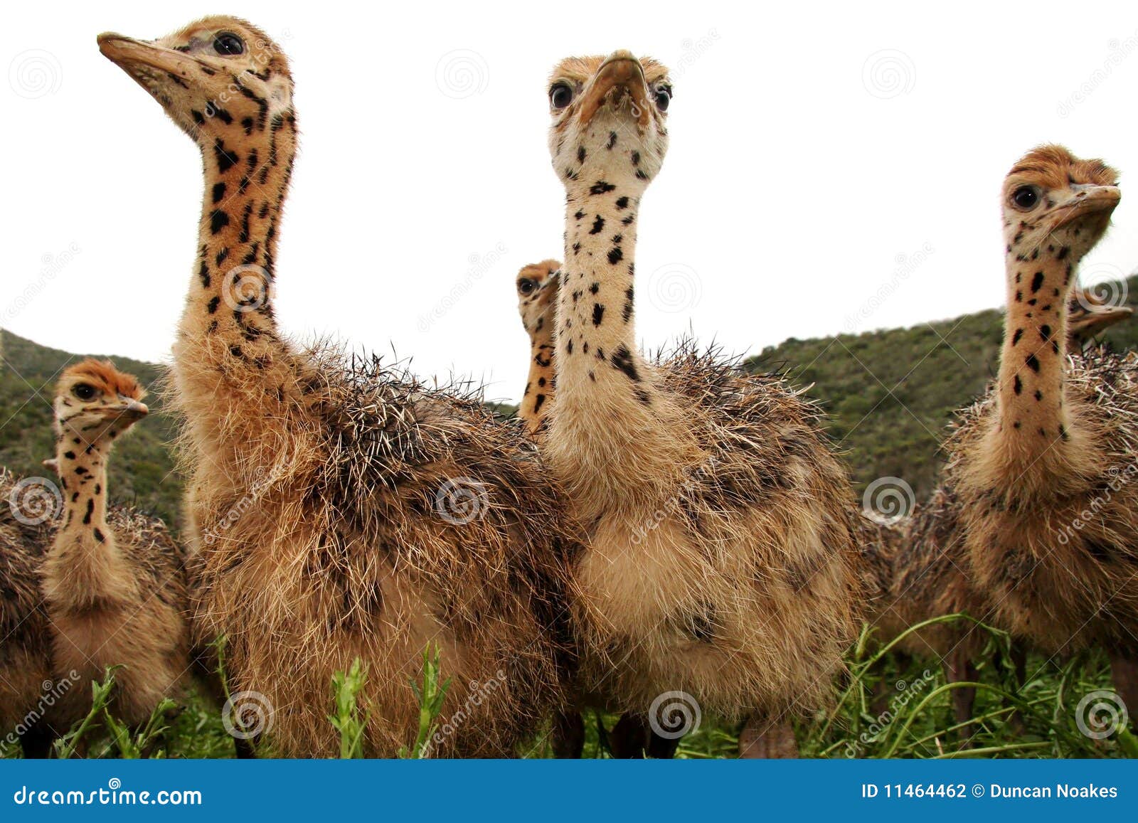 Curious Ostrich Chicks stock photo. Image of green, hatchling - 11464462
