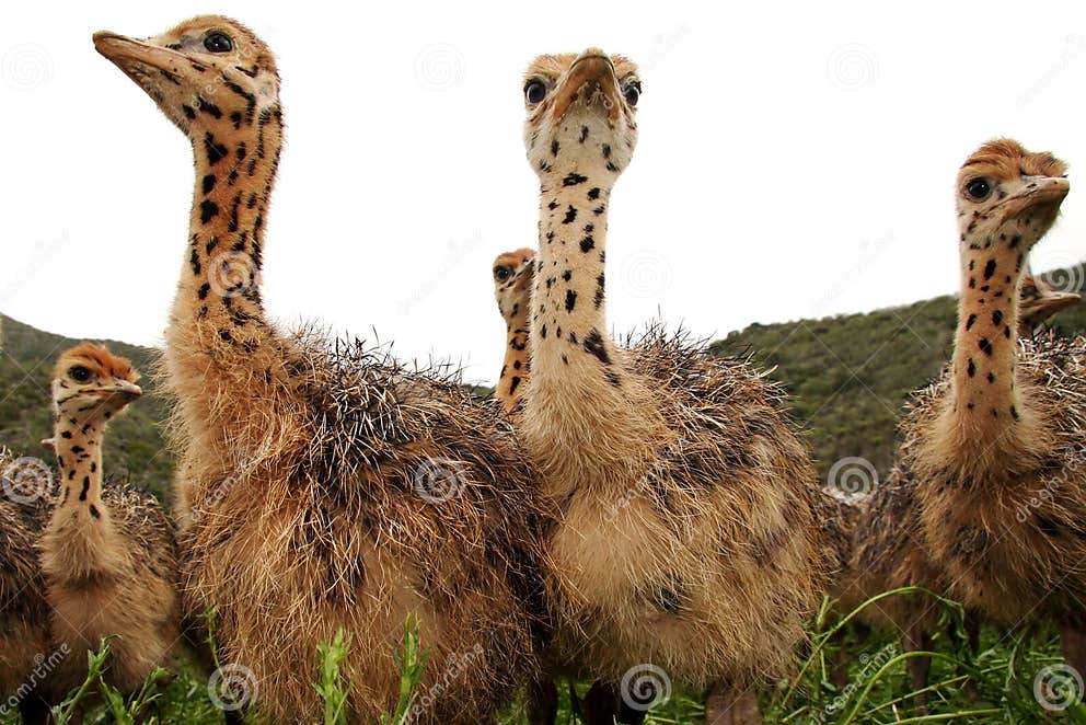 Curious Ostrich Chicks stock photo. Image of green, hatchling - 11464462