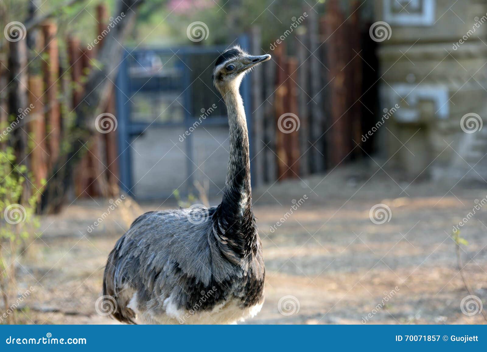 Curious Ostrich stock image. Image of nature, humorous - 70071857