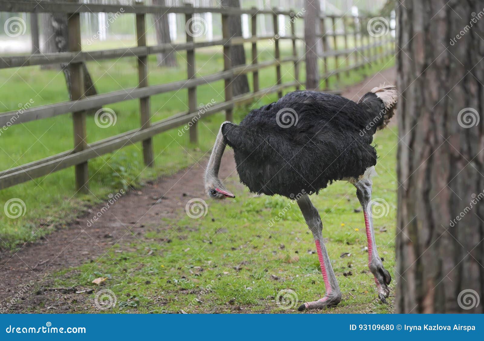 Curious ostrich on a farm stock photo. Image of alone - 93109680