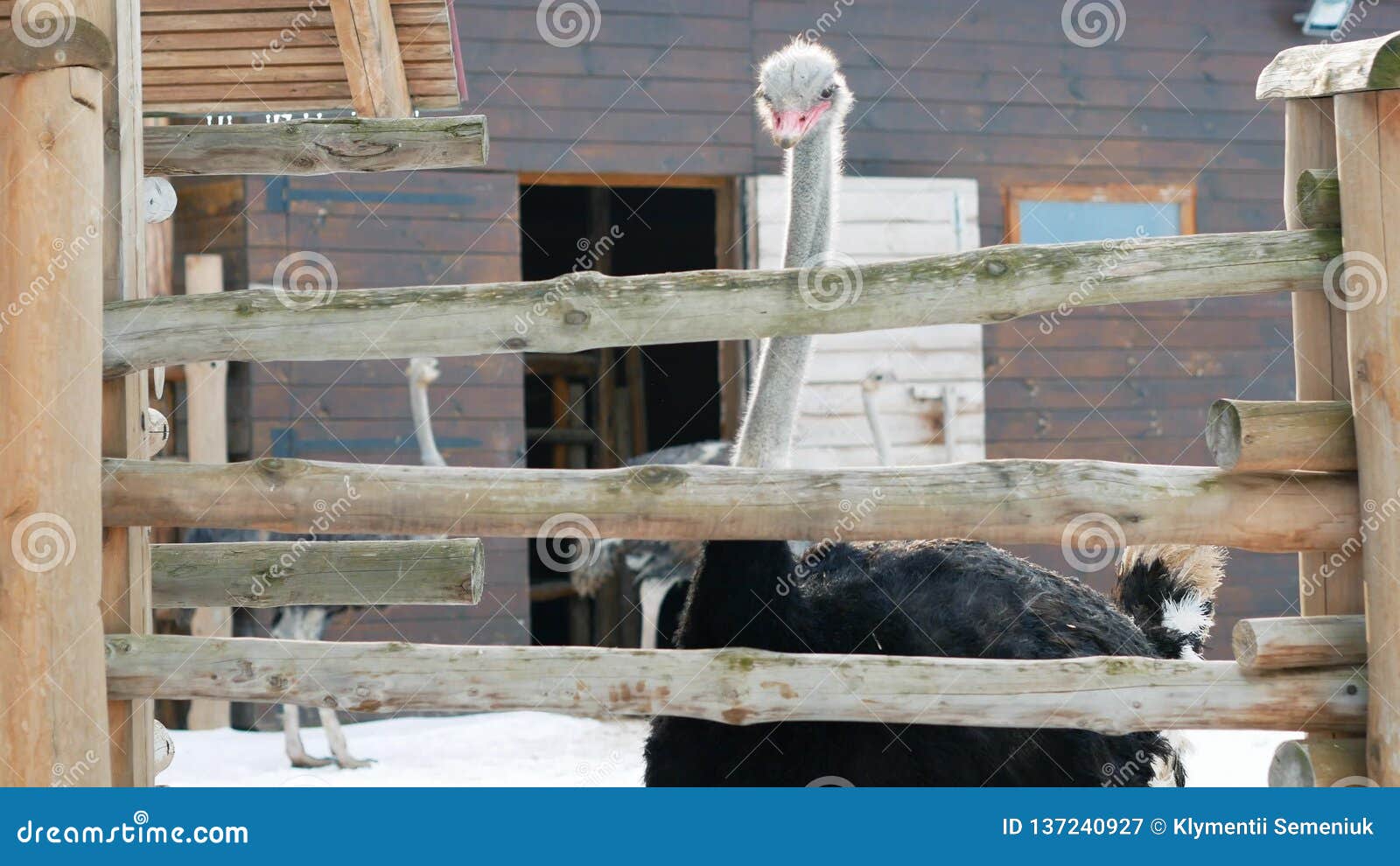 Curious Ostrich on an Ostrich Farm Stock Video - Video of walk, fauna ...