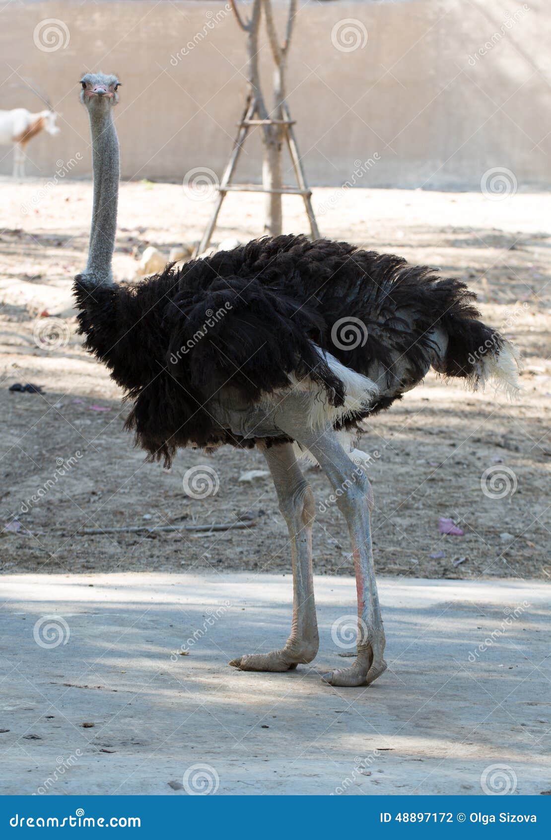 Curious ostrich stock photo. Image of avian, national - 48897172