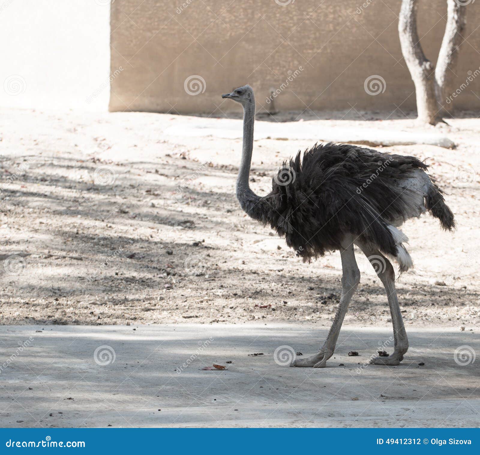 Curious ostrich stock photo. Image of fast, long, large - 49412312