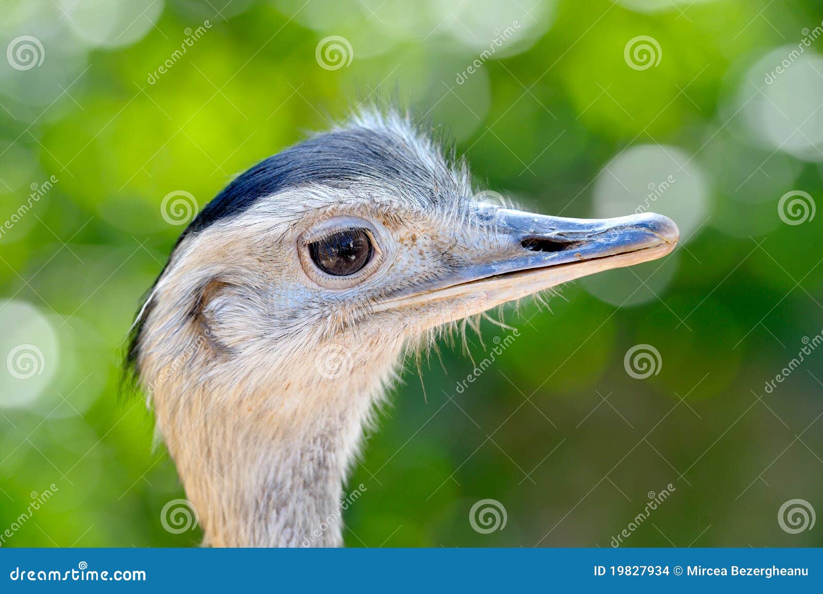 Ostrich Portrait With Blue Sky And Clouds In Background Royalty-Free ...