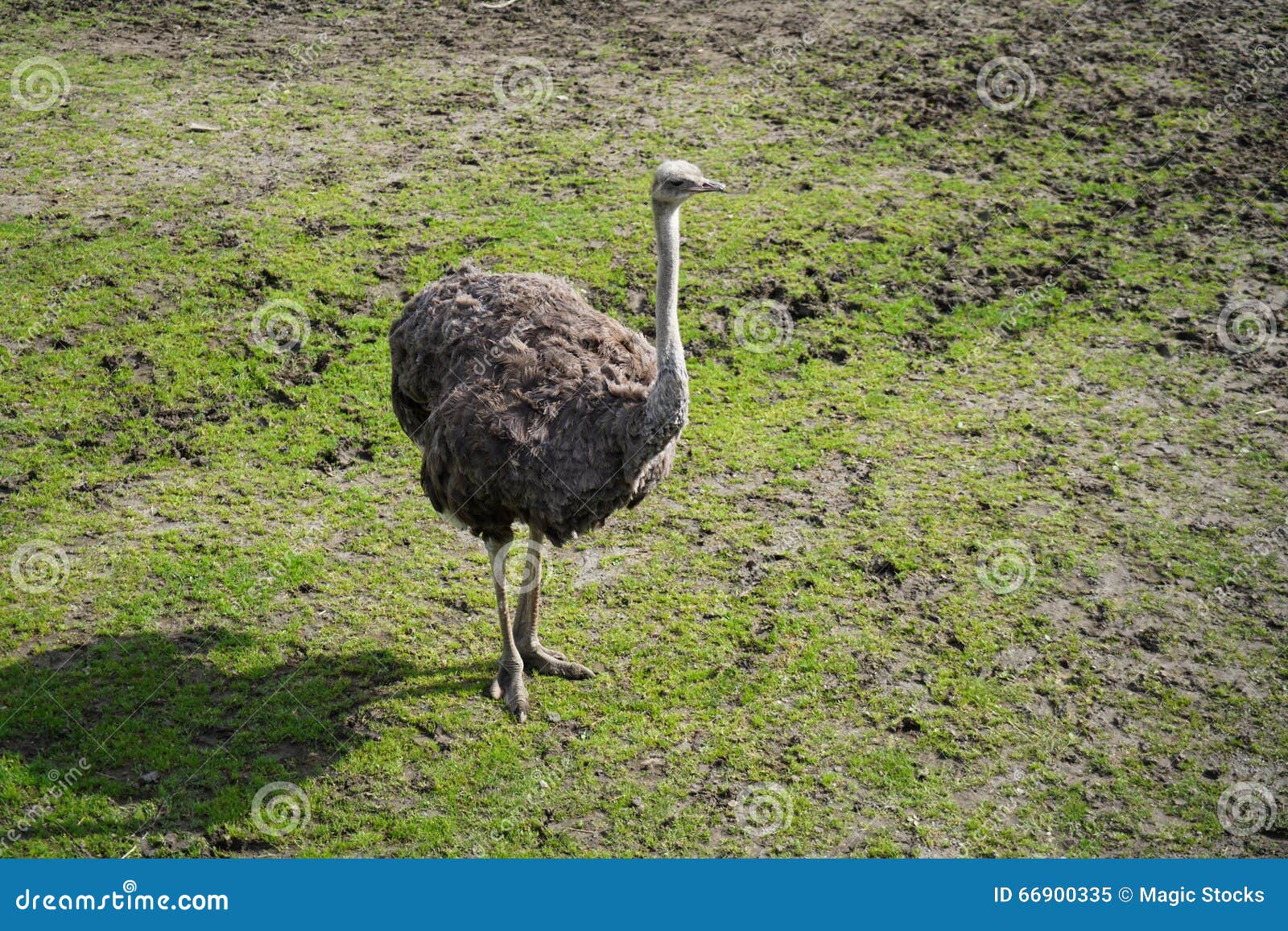 Curious Ostrich stock image. Image of ostrich, warm, birds - 66900335