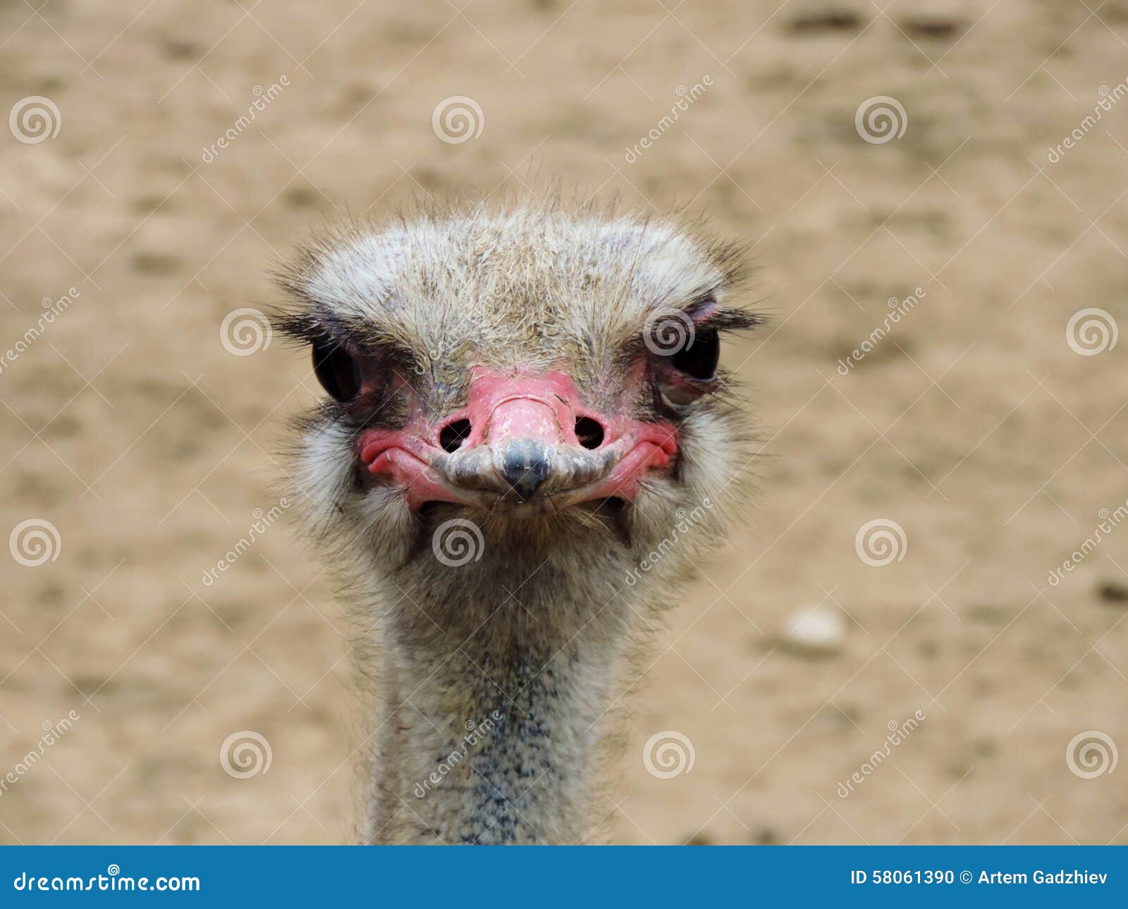 Curious ostrich stock photo. Image of macro, fluffy, strict - 58061390