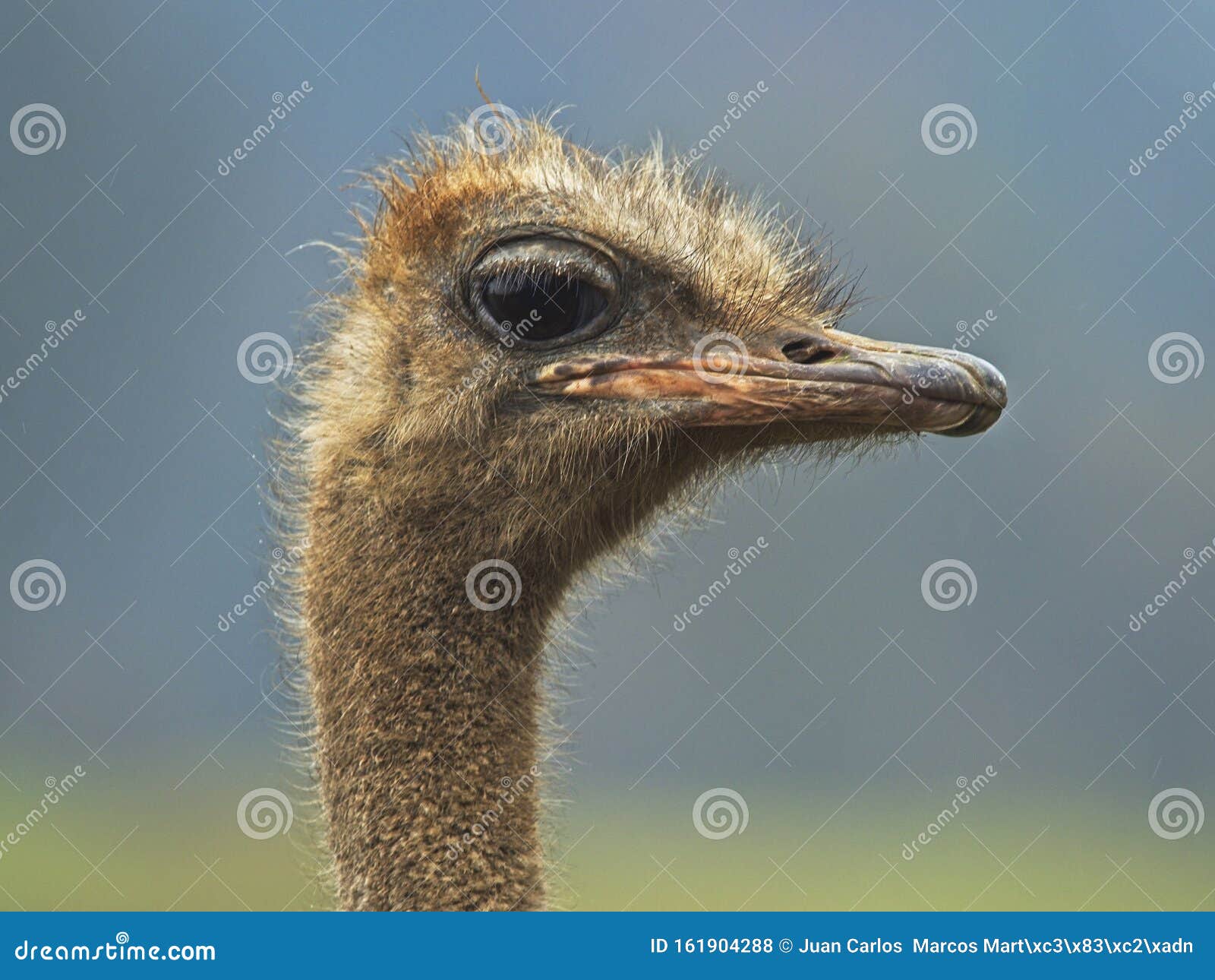 Curious Ostrich watching stock photo. Image of flightless - 161904288