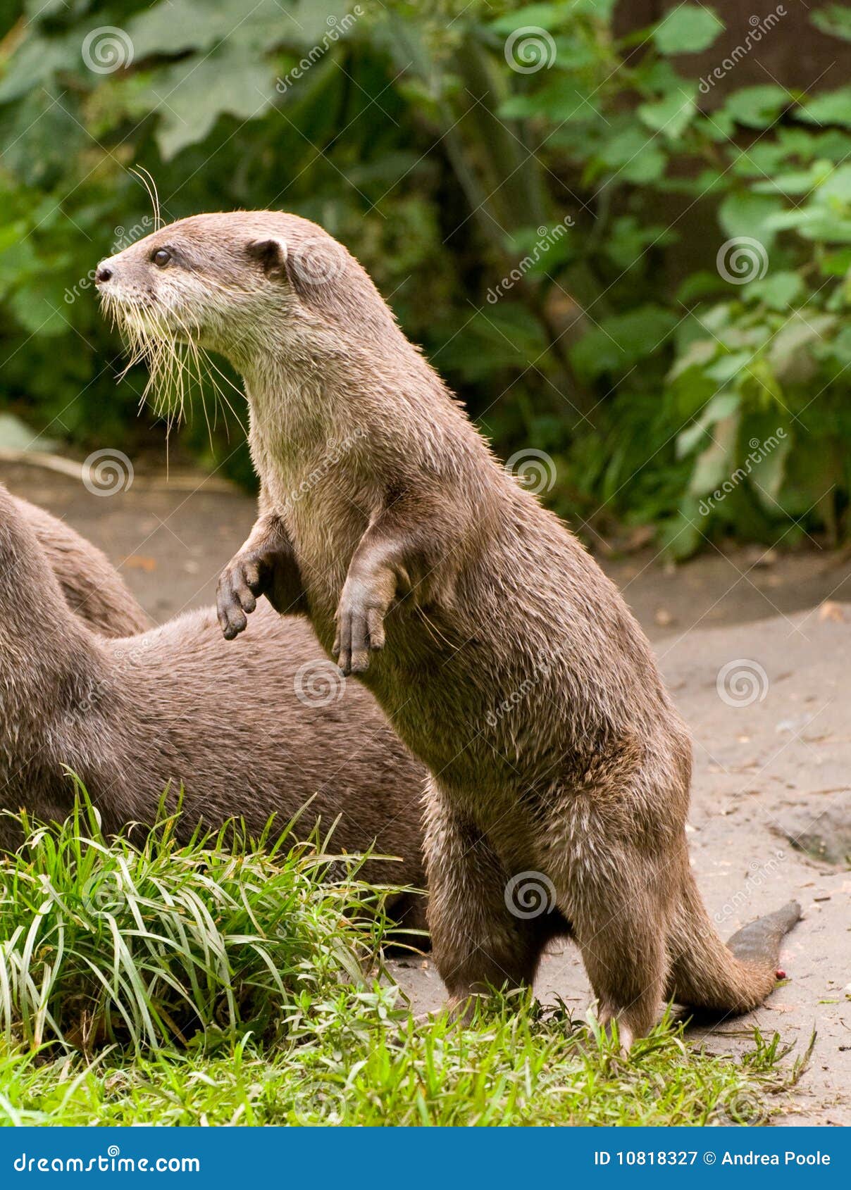 Curious Otter stock image. Image of england, otter, animal - 10818327