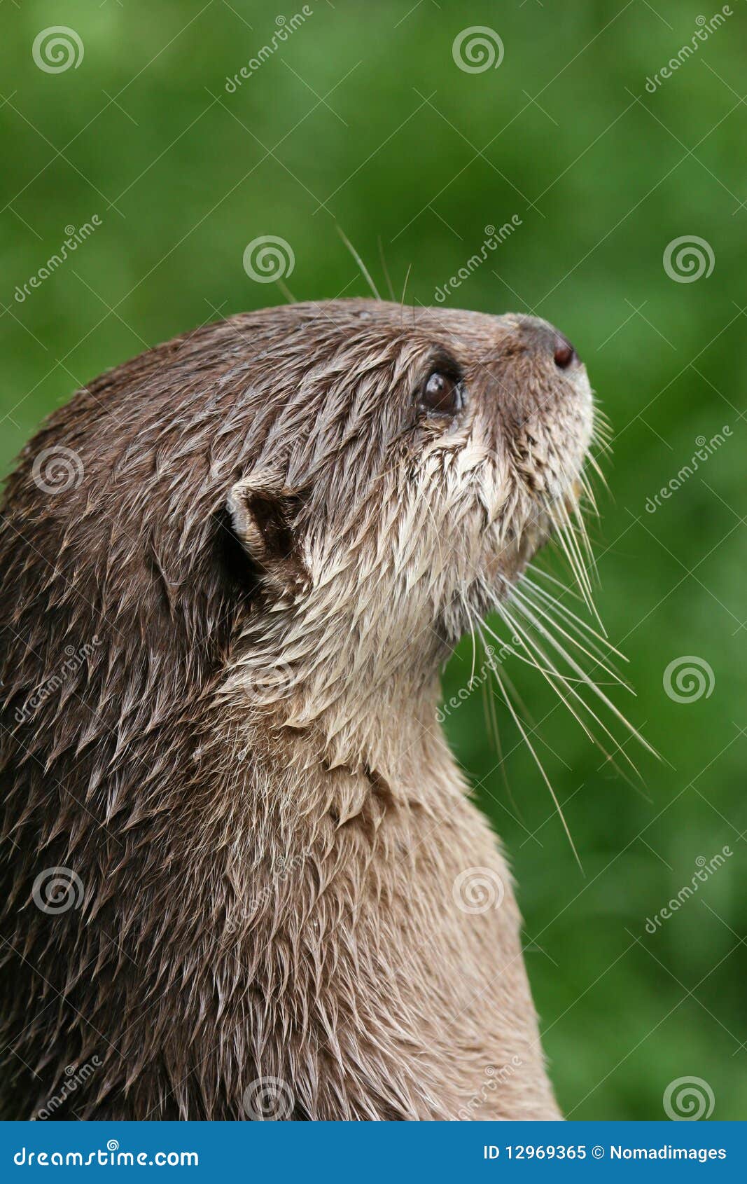 Curious Otter. stock image. Image of mammal, close, animals - 12969365